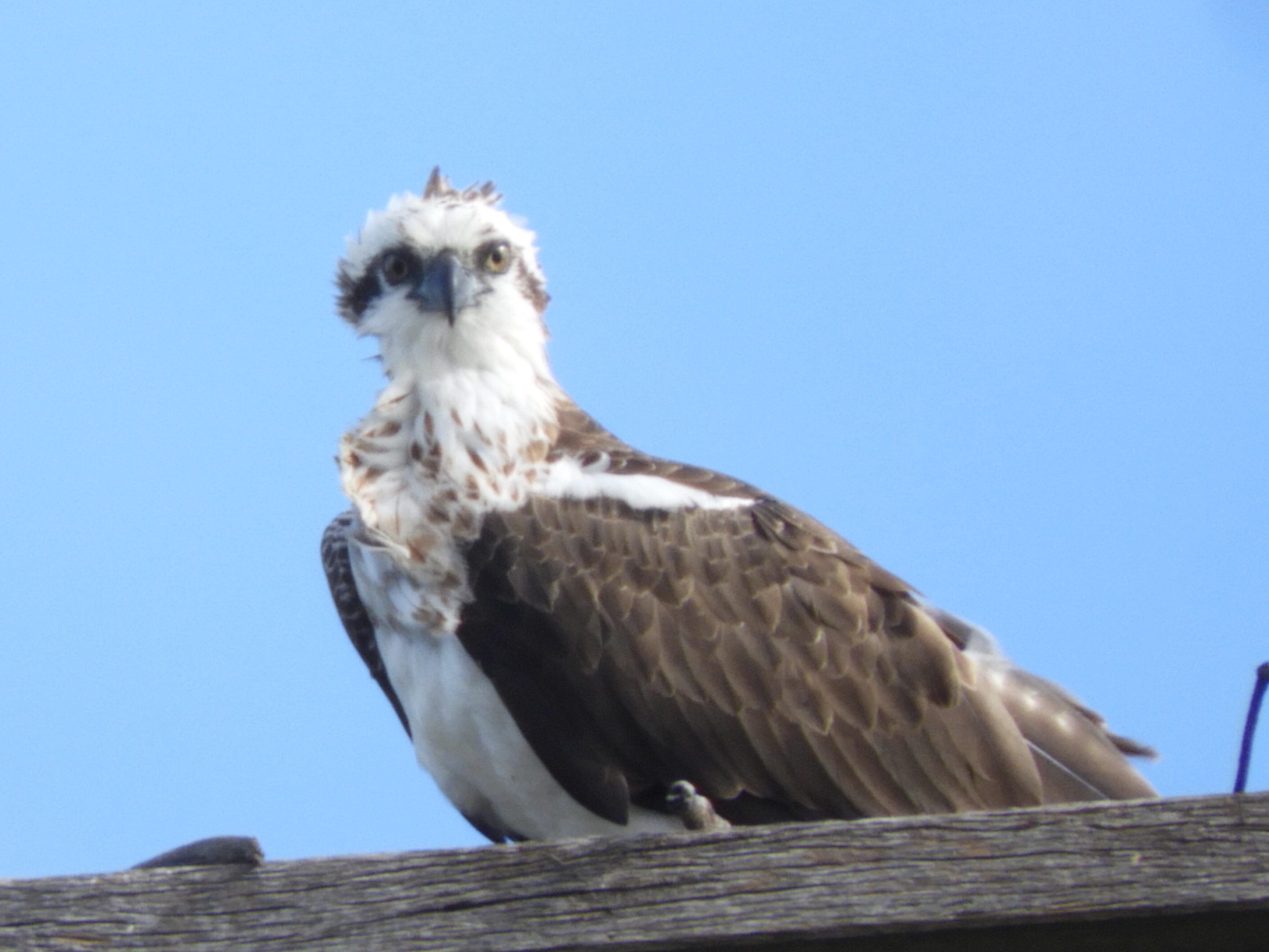 Will the Bird of Pray Leader Arise…to seek Righteousness – Kingdom Blog